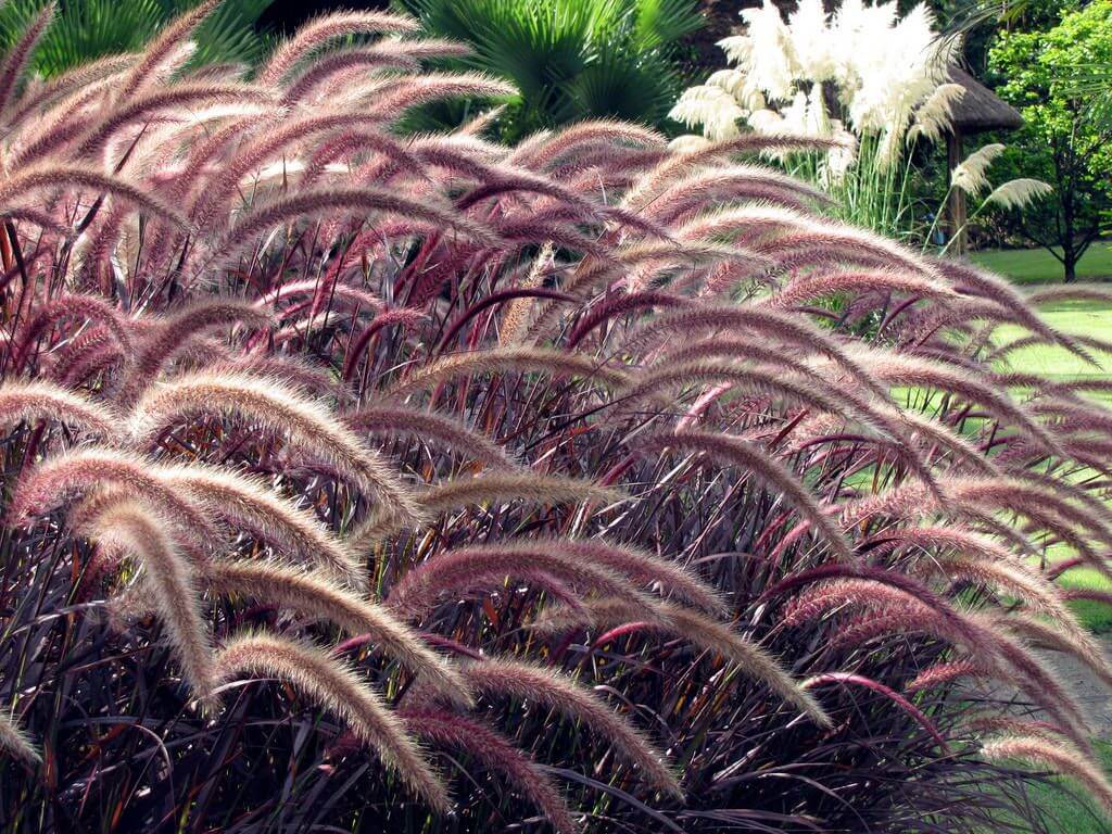 Capim-do-texas – Pennisetum setaceum – Flora 10 | Paisagismo