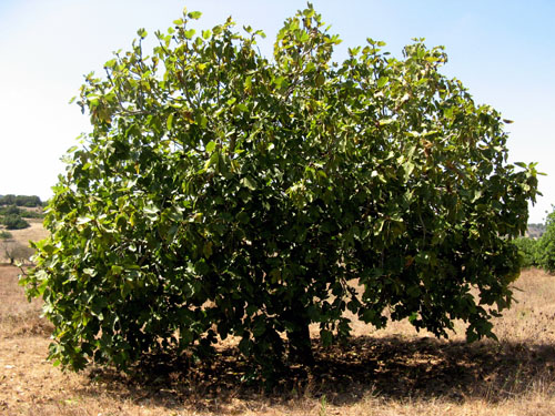 Figueira – Ficus carica – Flora 10 | Paisagismo