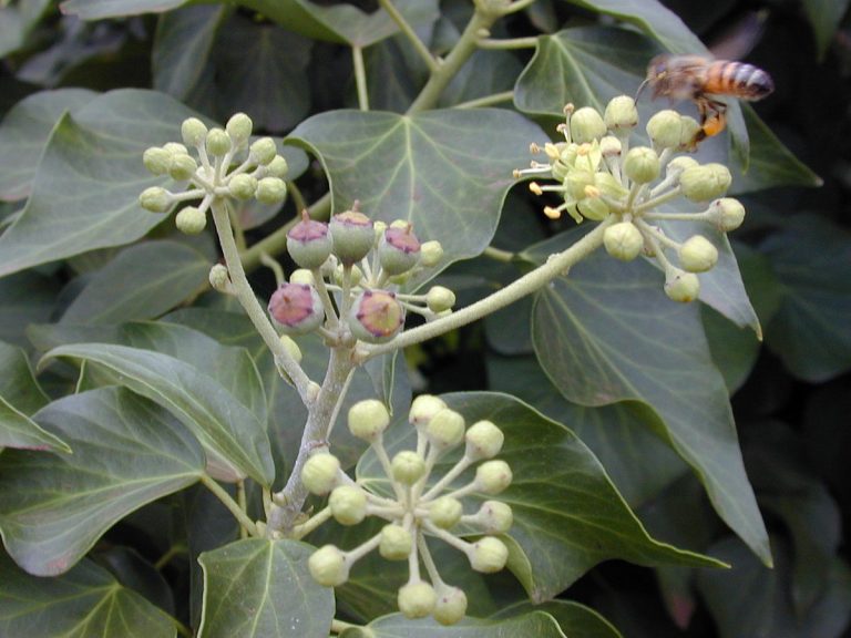Hera – Hedera helix – Flora 10 | Paisagismo