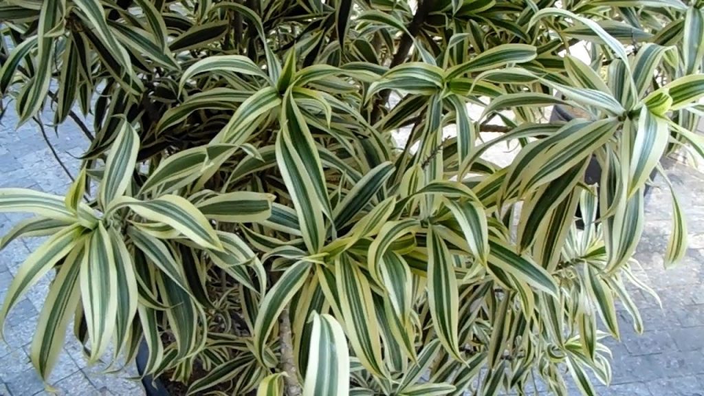 Pleomele – Dracaena reflexa – Flora 10 | Paisagismo